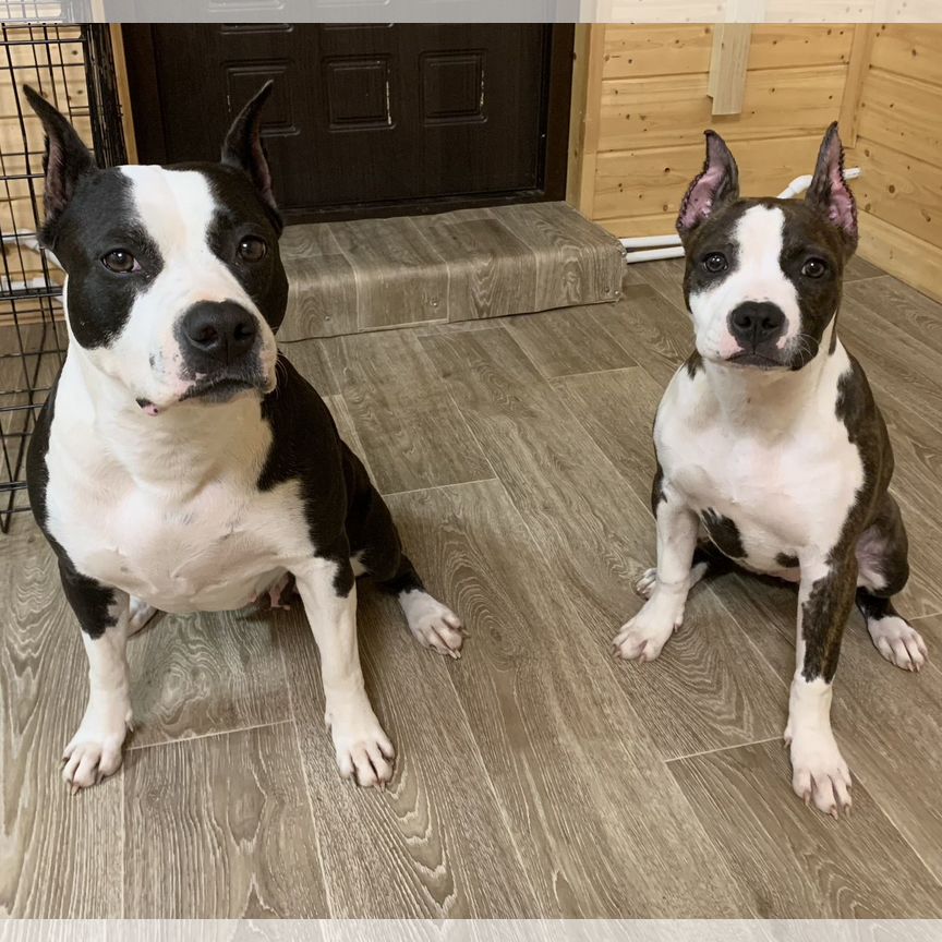 Щенки американского стаффорширского терьера