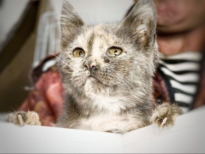 Котёнок-девочка в добрые руки