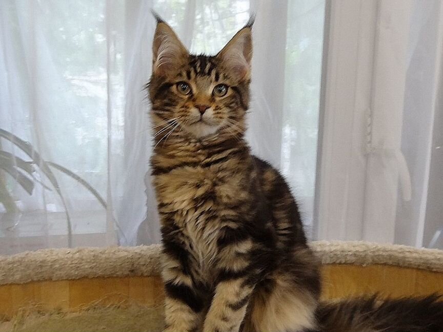 Котята мейн-кун