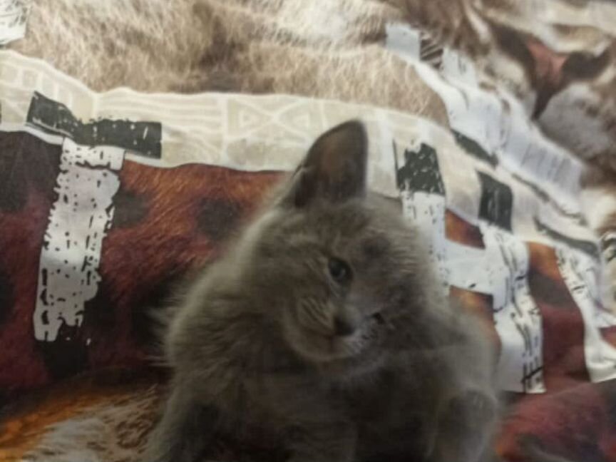 Котёнок