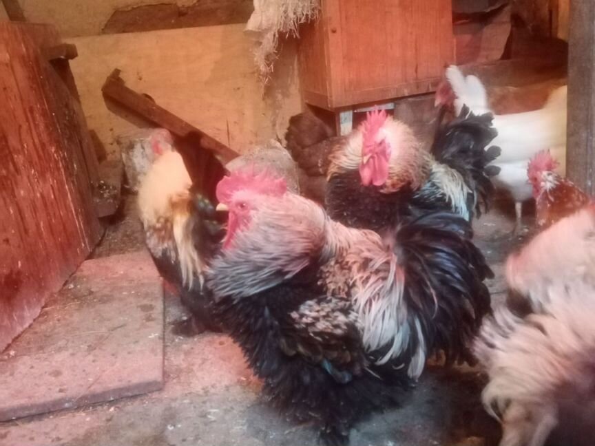 Петух кучерявого кохинхина