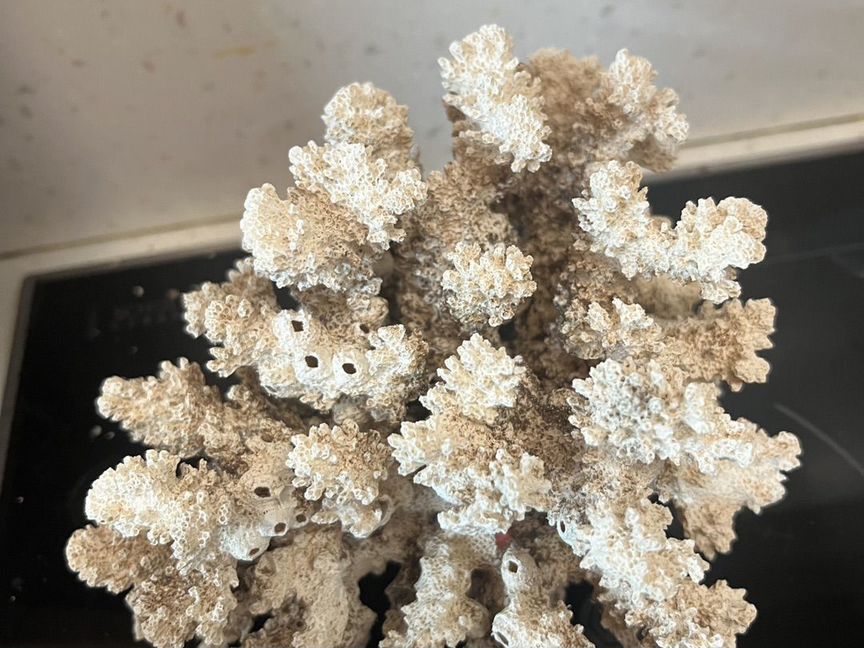 Кораллы для аквариума