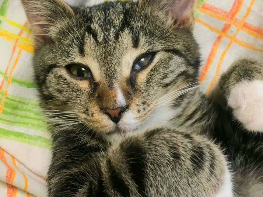 Малыш Дарси, котенок, мраморный окрас