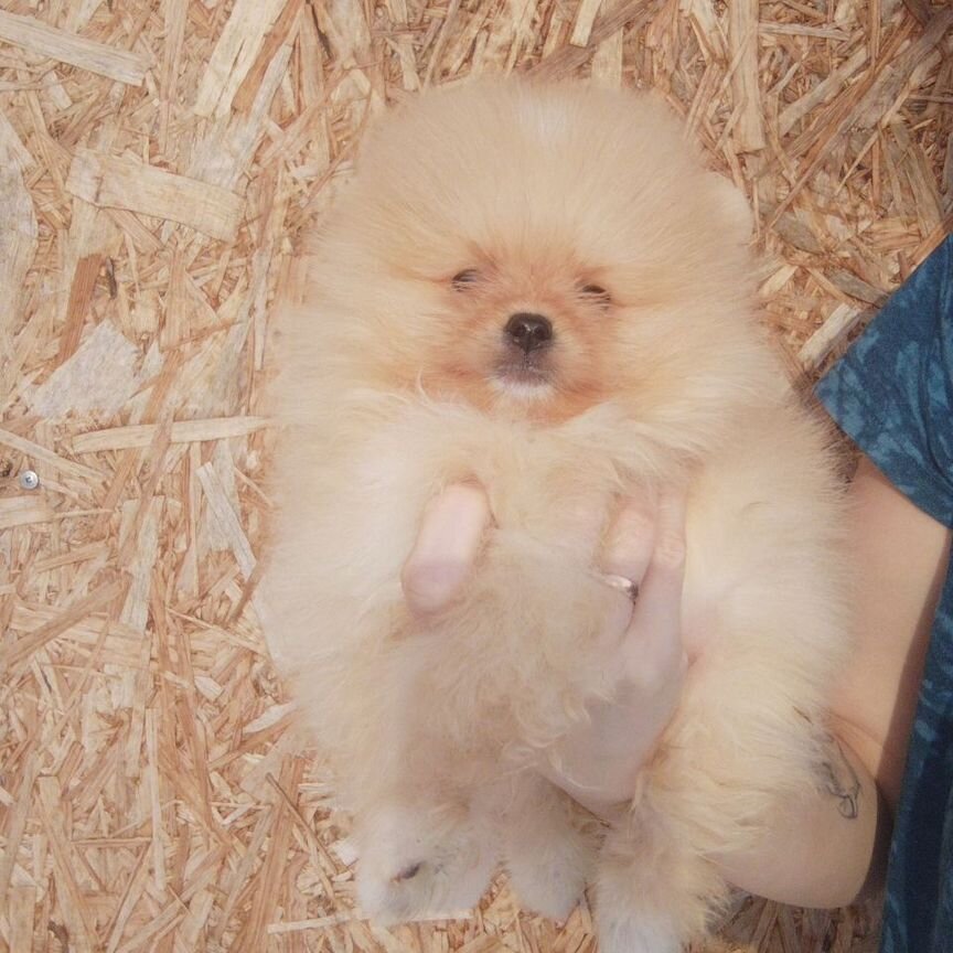 Шпиц нежнейший мальчик