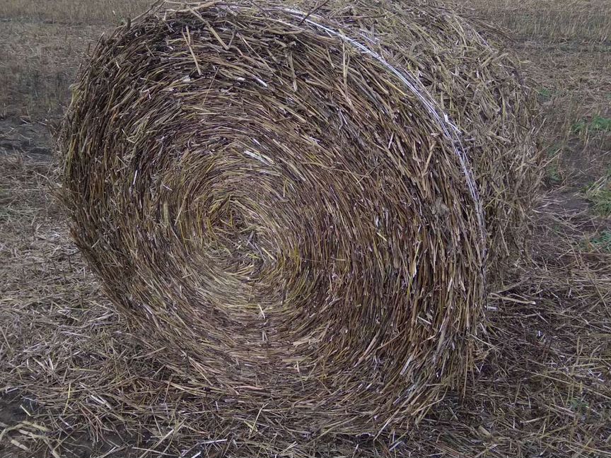 Гречневая солома