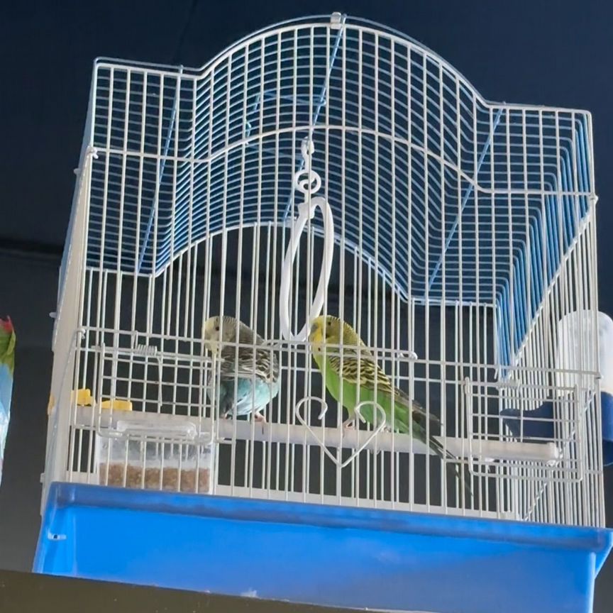 Помогите спасти попугаев