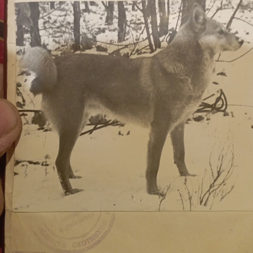 Карело финская лайка СССР