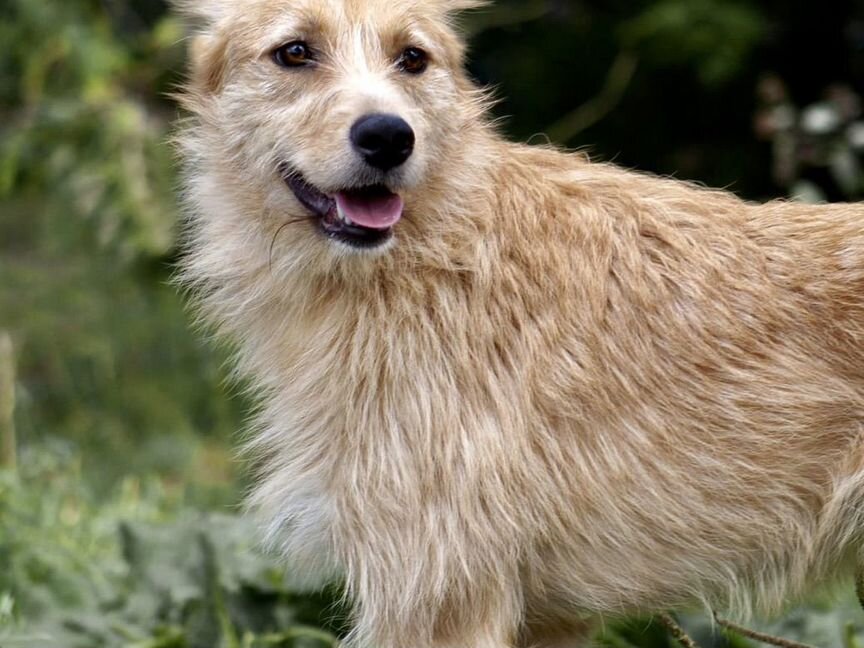 Собака в добрые руки