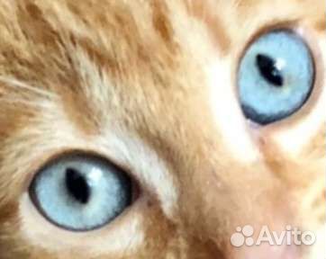 Топазовые глазки