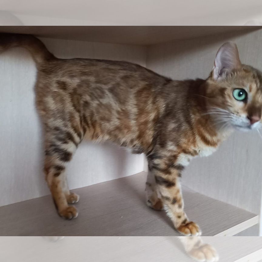 Бенгальская семья