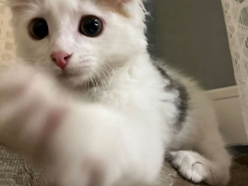 Котёнок Рокки