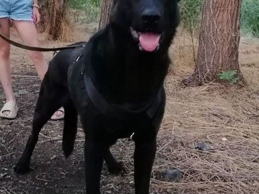 Восточноевропейская овчарка черного окраса