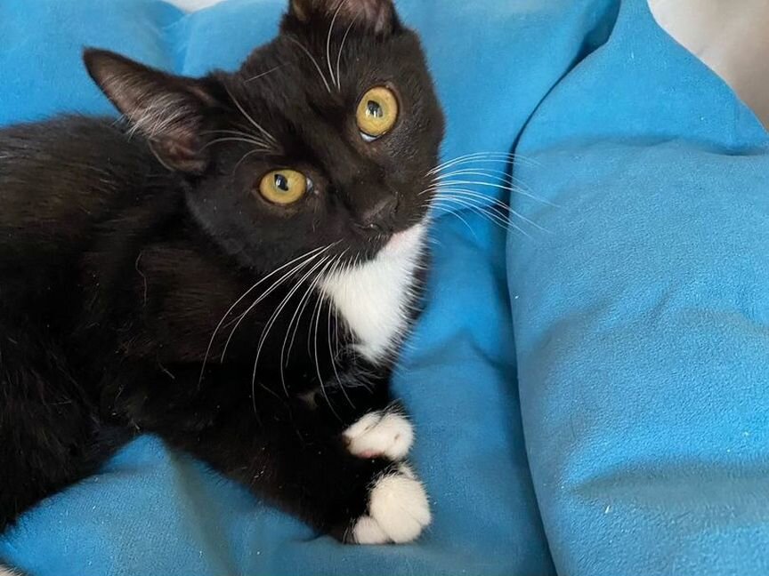 Санек в поиске дома