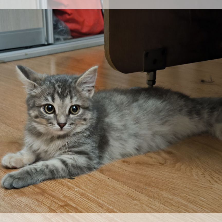 Котёнок в добрые руки