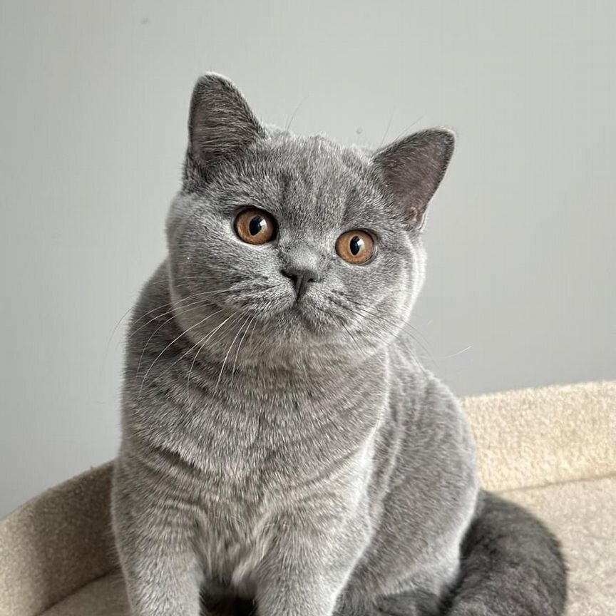 Британская кошка