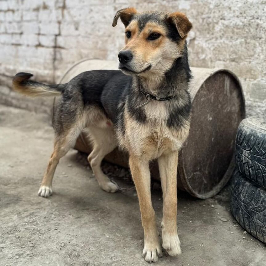 Собака мальчик, сторож во двор
