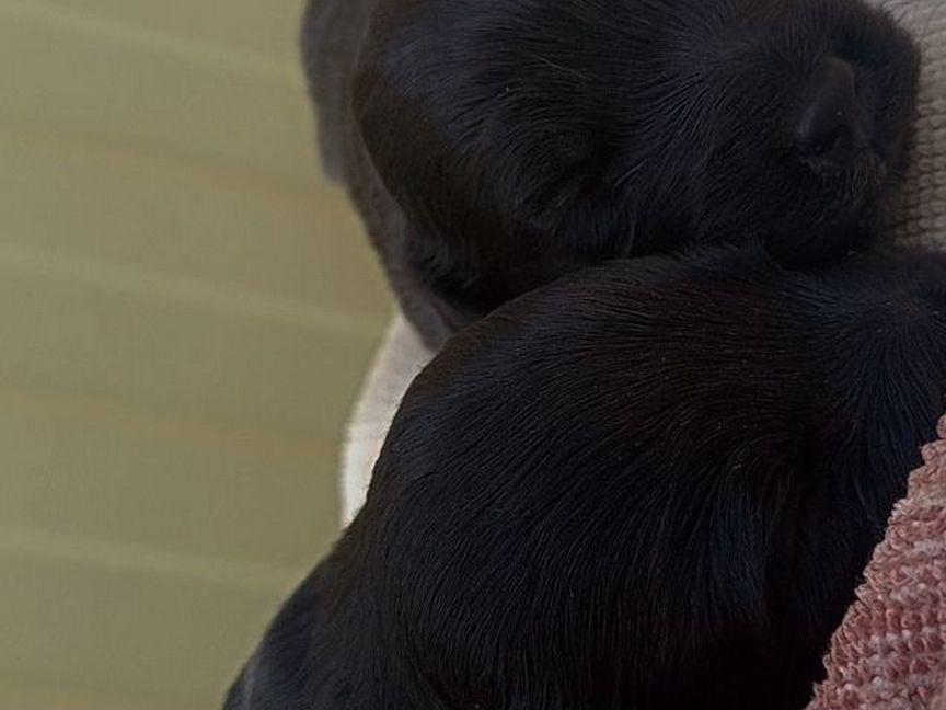 Русский охотничий спаниель щенки