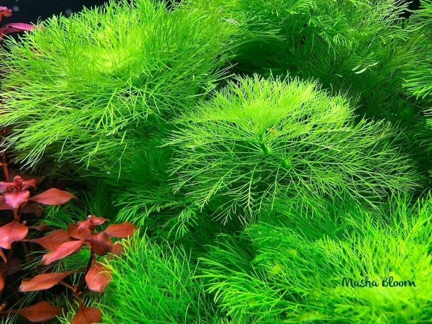 Аквариумное растение