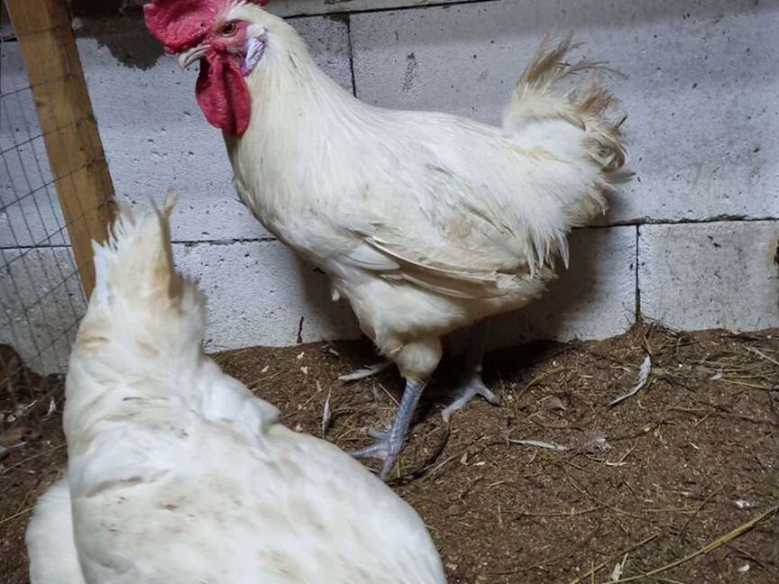 Инкубационное яйцо бресс гальской породы