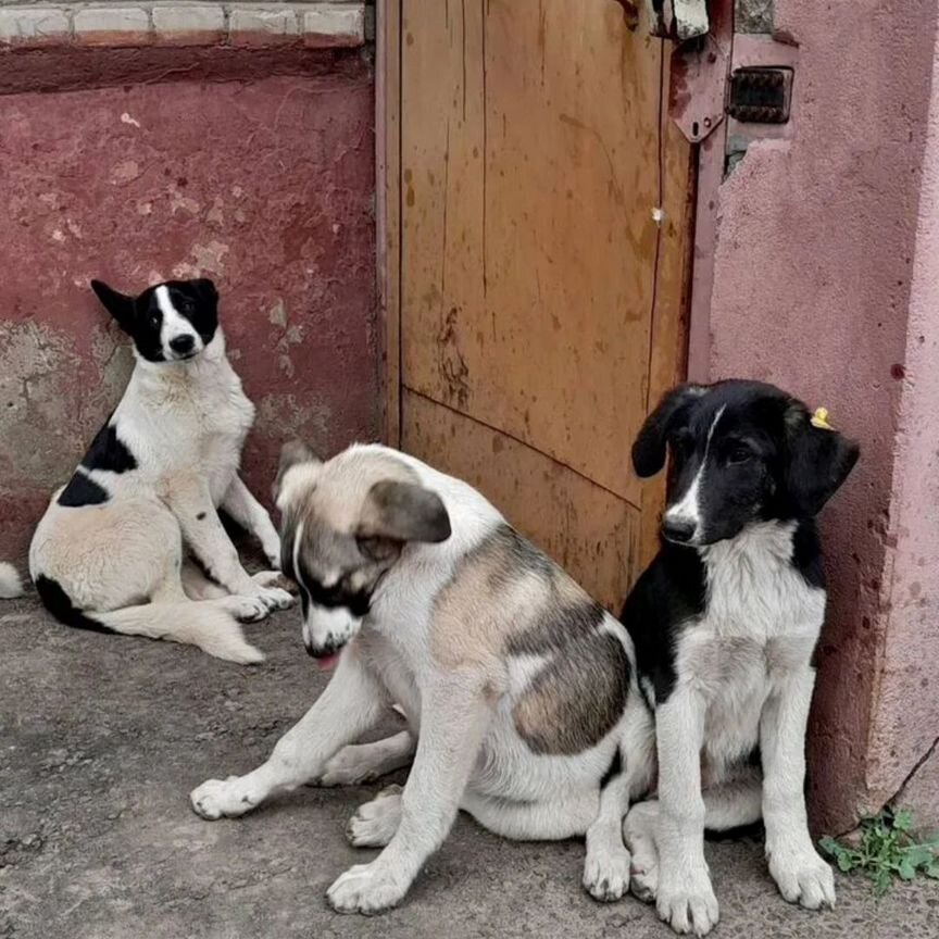 Щенки в добрые руки бесплатно