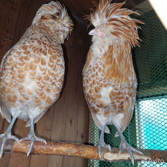 Цыплята Падуан Шамоа