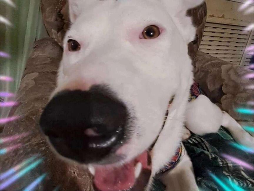 Собака в добрые руки отдам бесплатно