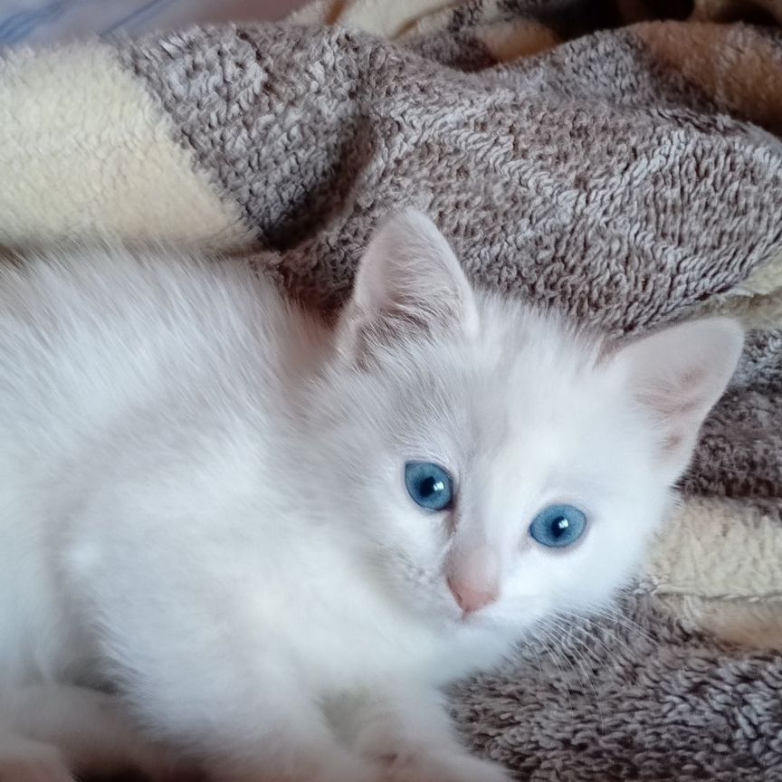 Кот чисто белый мальчик игривый любопытный
