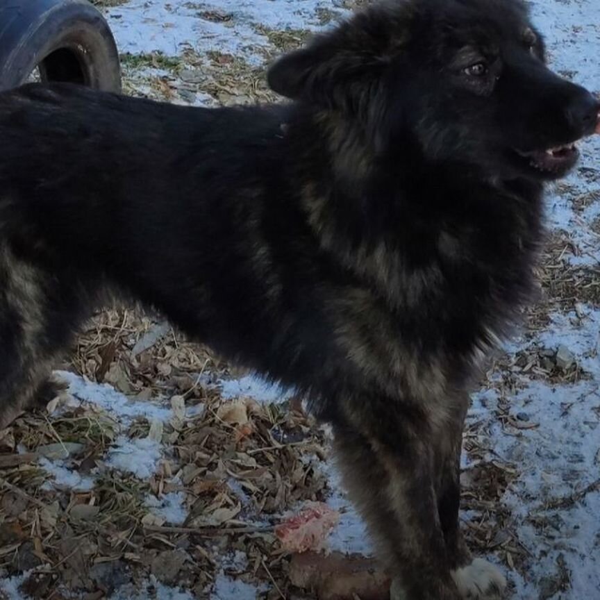 Пёс овчаристого типа