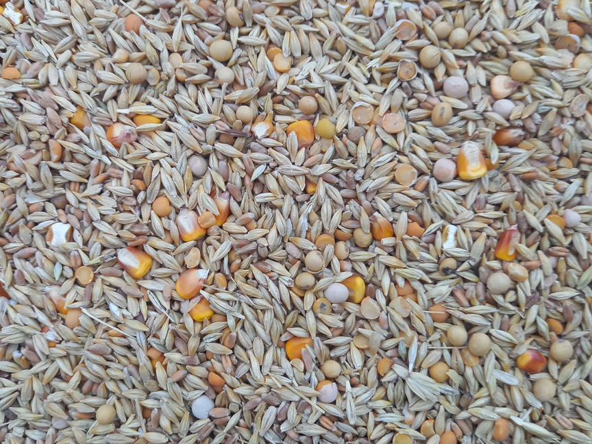 Зерно пшеница ячмень кукуруза