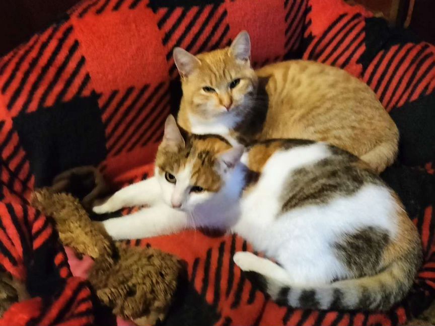 Кошка в дар бесплатно