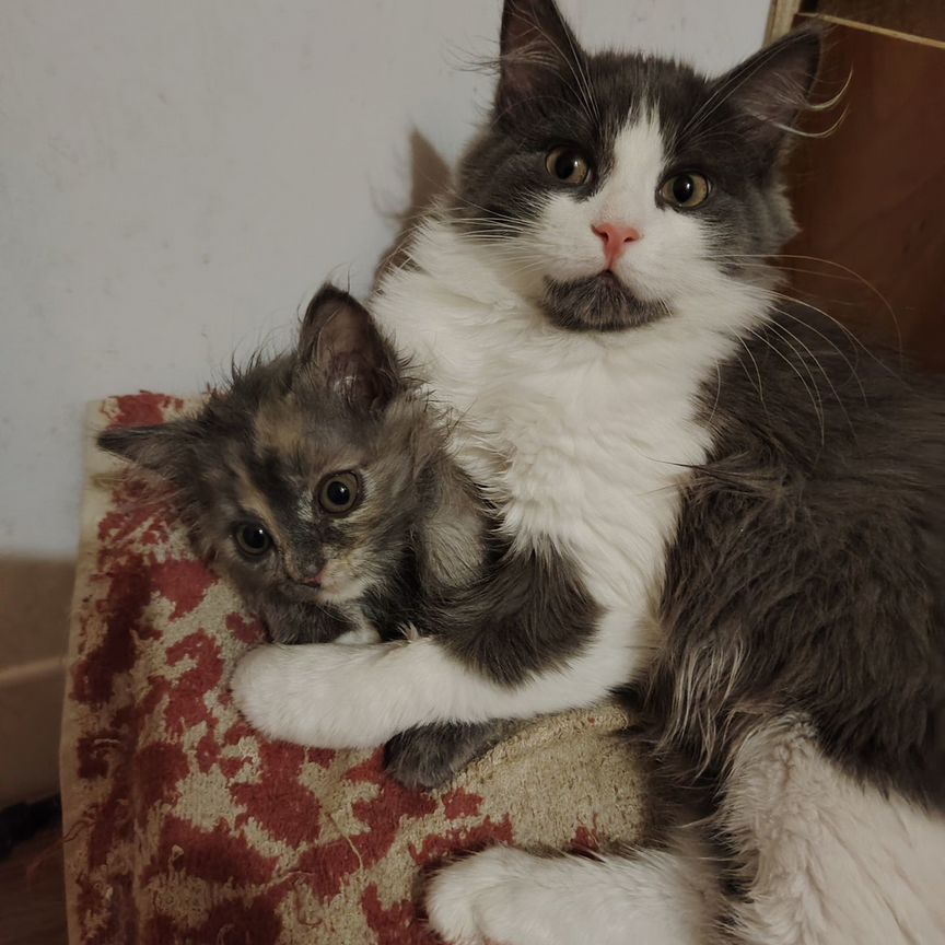 Сибирские котята