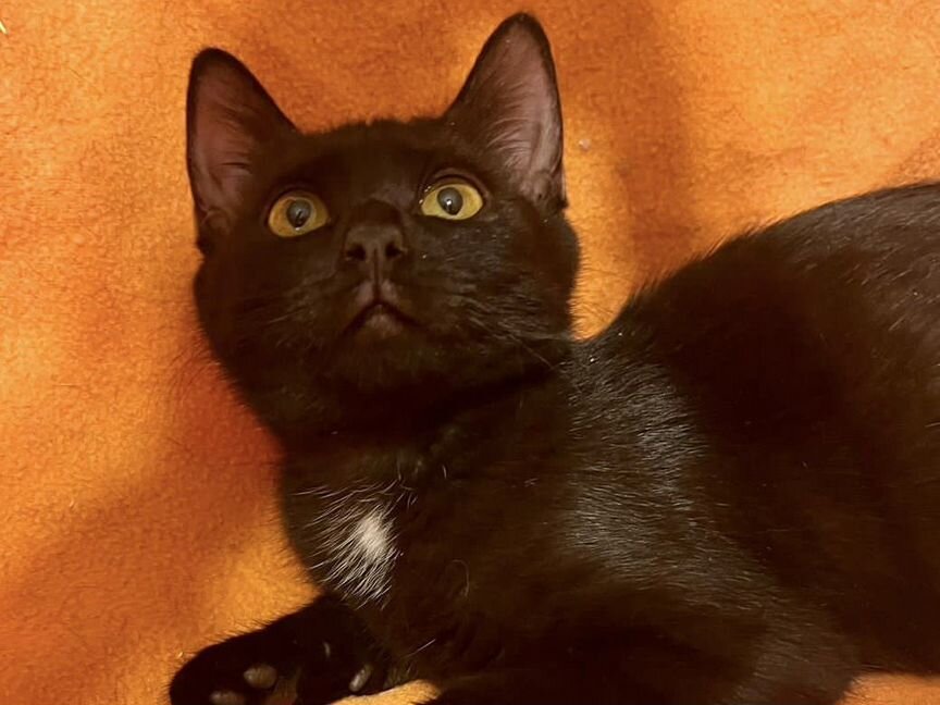 Ласковая котенок Бекки 2,5 месяца в дар