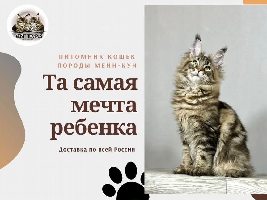 Купить котенка