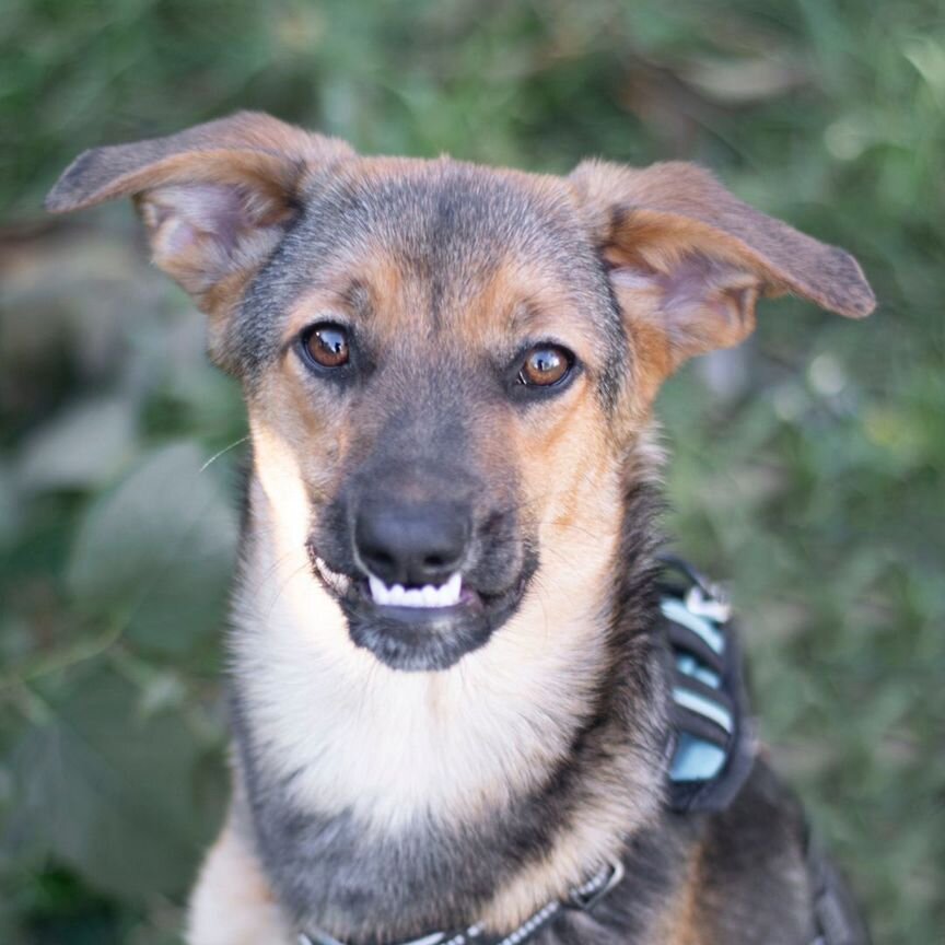 Щенок в приюте. А вас смущают мои зубки