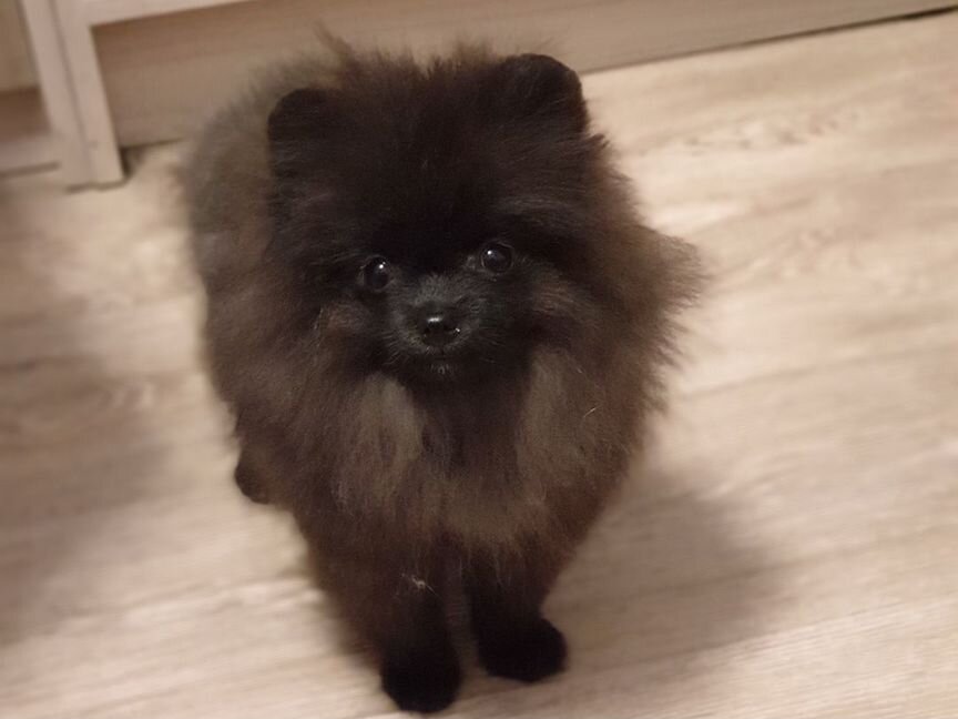 Померанский шпиц мини девочка