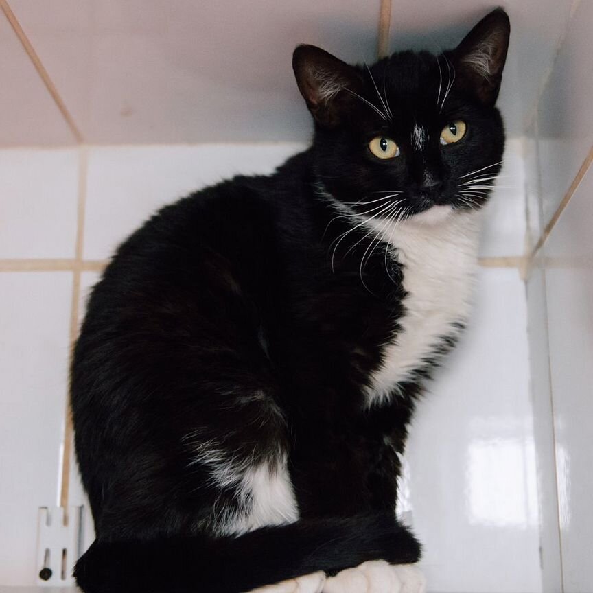 Взрослый кот из приюта