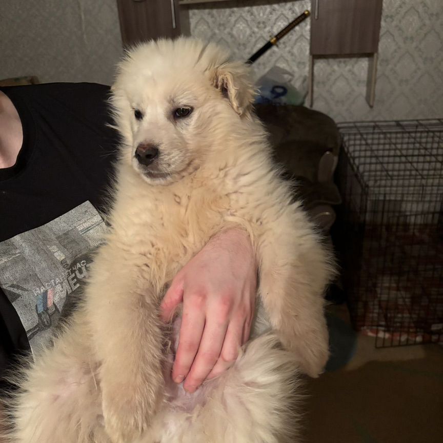 Отдам в добрые руки