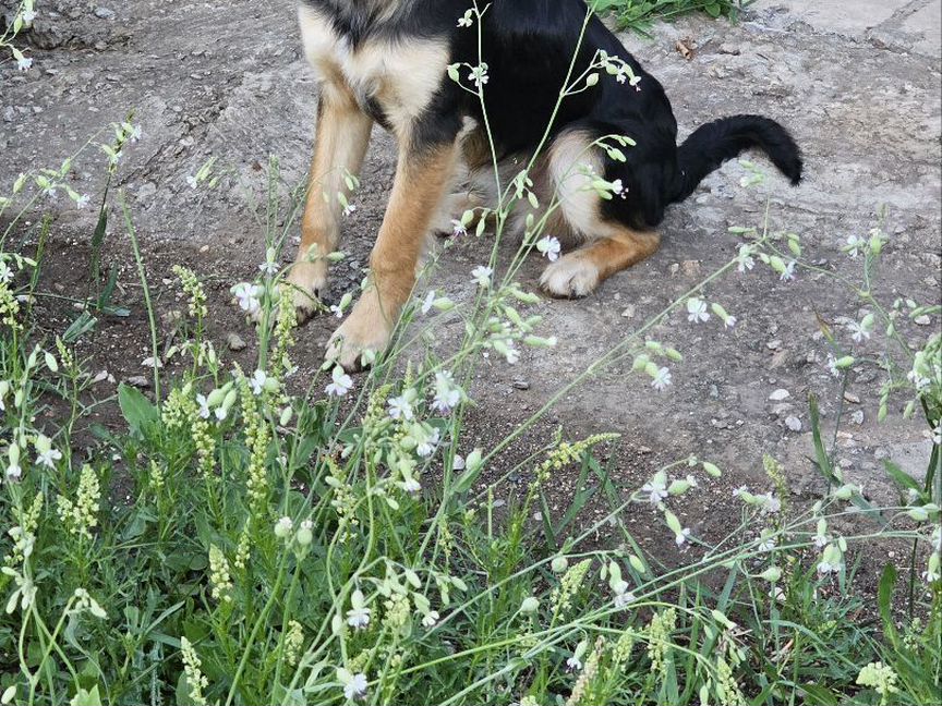 Щенки-4-5месяцев ищут добрые руки