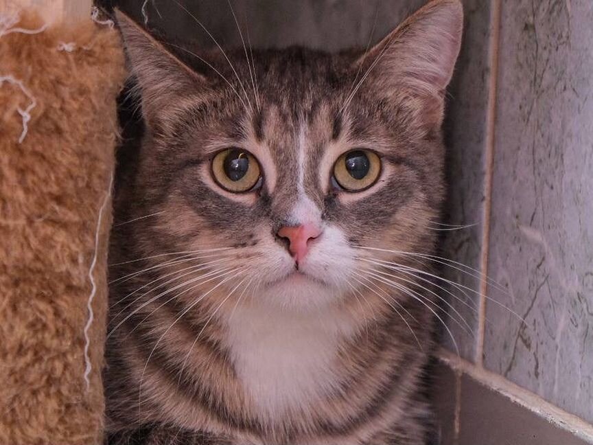 Самый грустный котик ищет дом