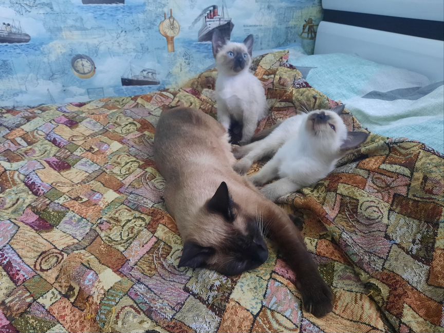 Тайские котята