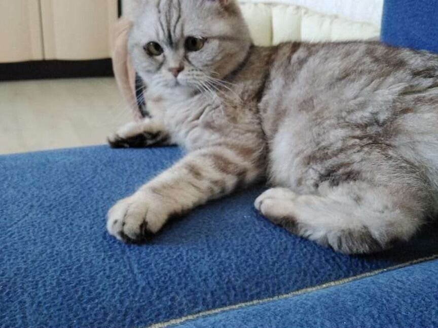 Британская леди кошка в добрые руки