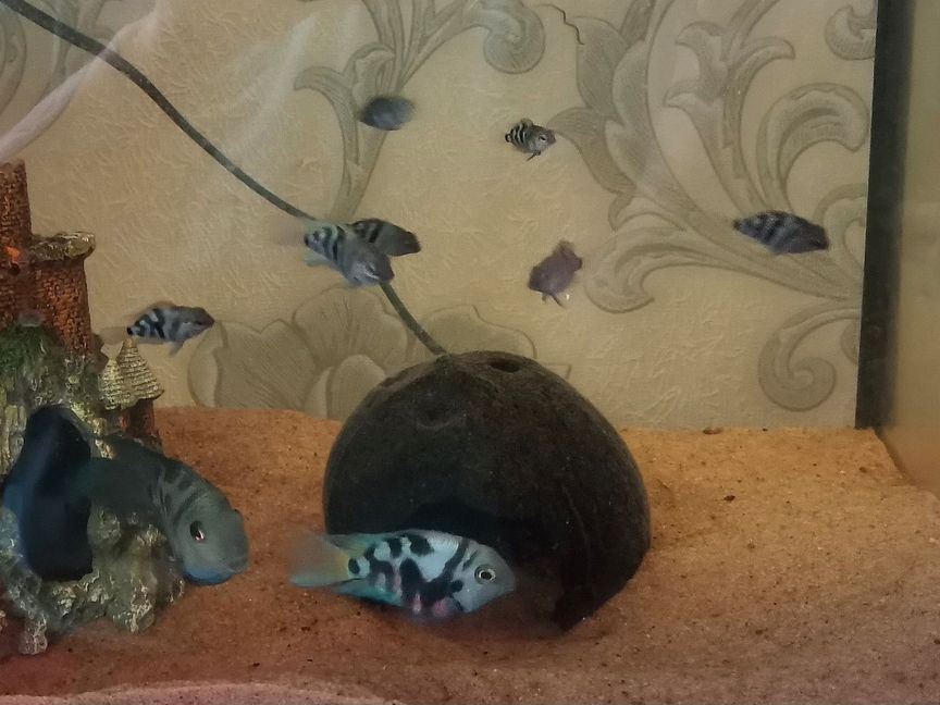 Попугай голубая панда