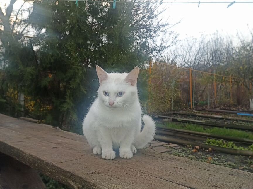 Котенок белый
