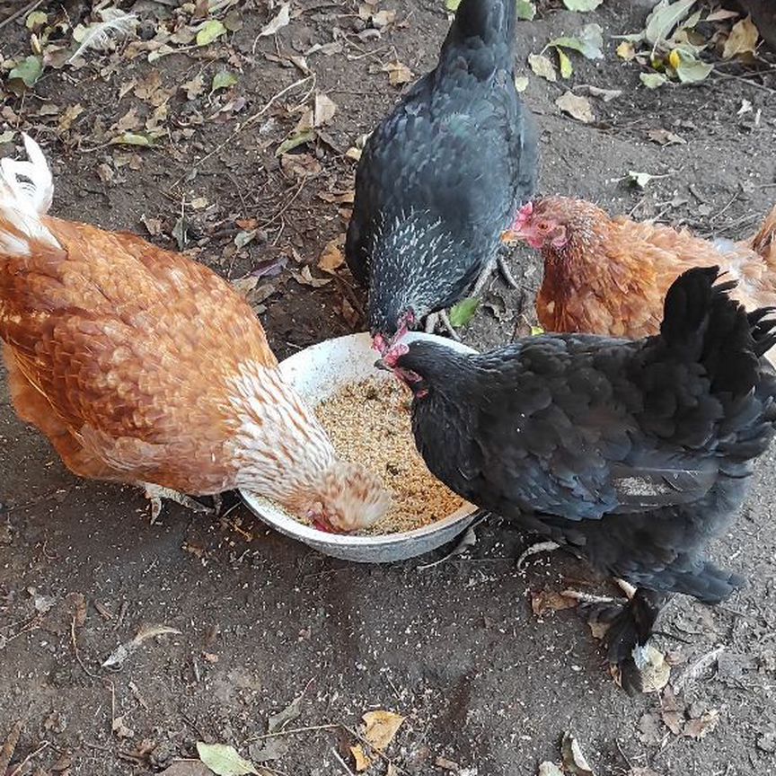 Куры несушки продам