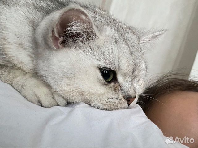 Британская шиншилла дымчатой окраски