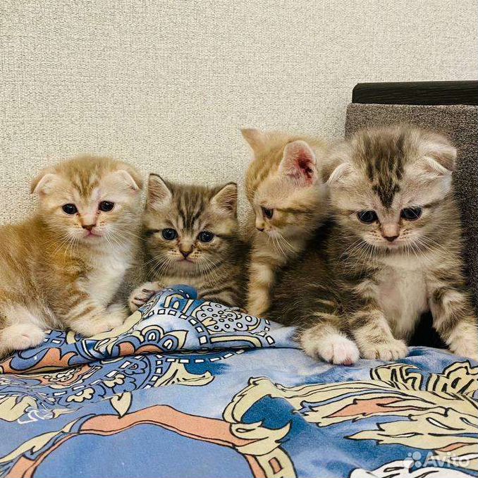 Миленькие котята