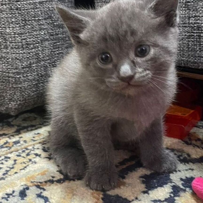 Смесь Шотландской и простой