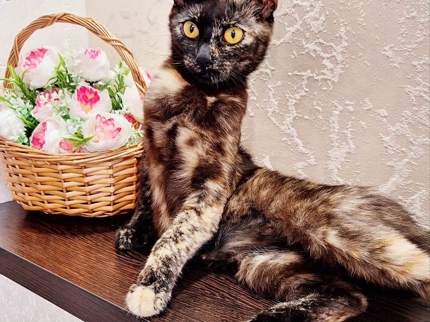 Кошечка Вишня