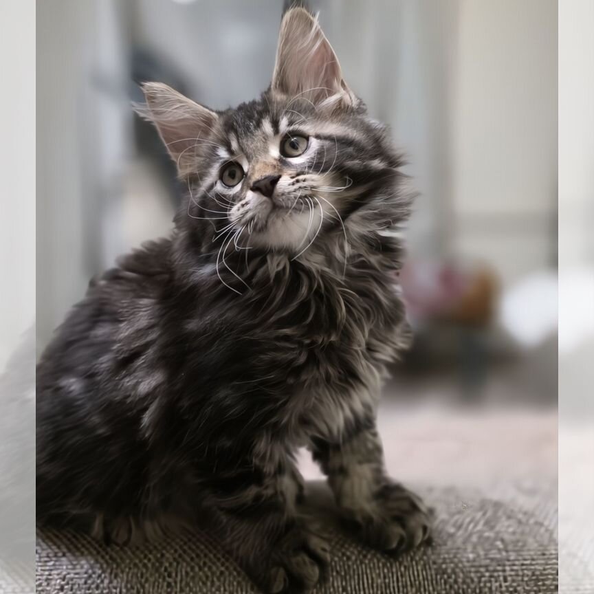 Мейн-кун котёнок