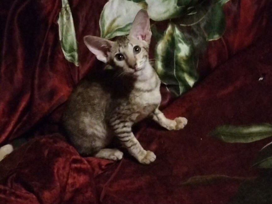 Ориентальная девочка 3 м